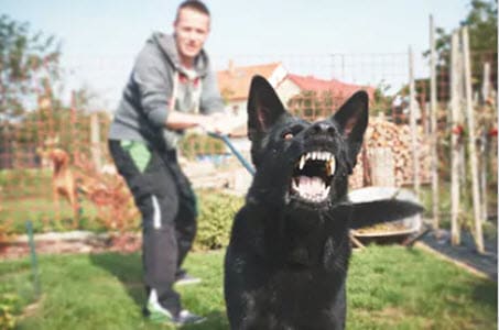 The ‘One Free Bite’ Rule And How California Handles Dog Bite/Dog Attack ...